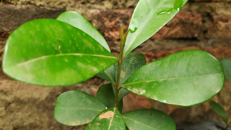 Two Small Trees Growing from Small Patch of Land Inside Stone Sidewalk ...