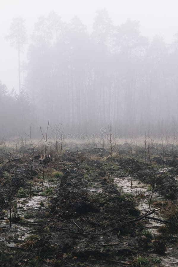 Small Trees Growing on an Empty Space Inside of a Forest Stock Photo ...