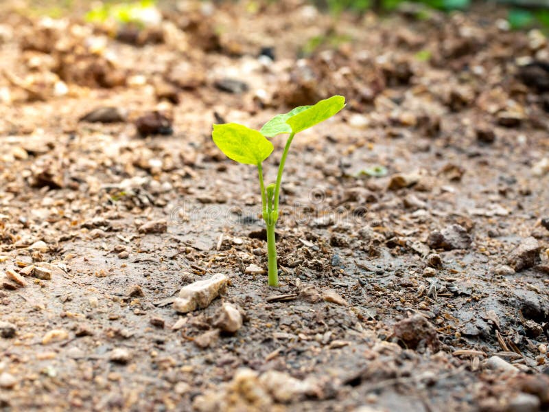 Small Trees Growing on the Ground of Environmental Concept Stock Photo ...