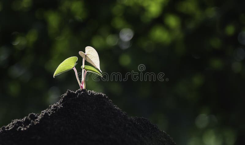 Small Trees are Growing on the Ground Incomplete in Soft Green Nature ...