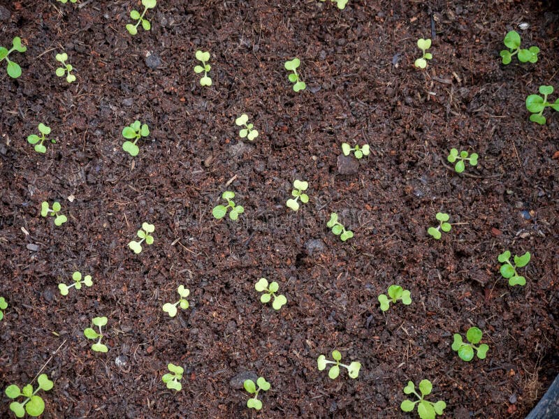 Small trees are growing. stock photo. Image of green - 108017516