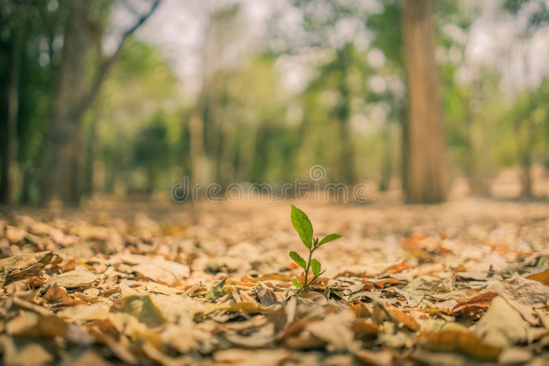 Small Trees are Growing in Large Forests Under the Sun Stock Image ...