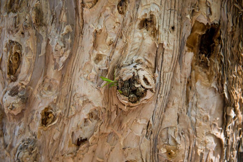 Small trees stock photo. Image of design, pine, backdground - 32608426
