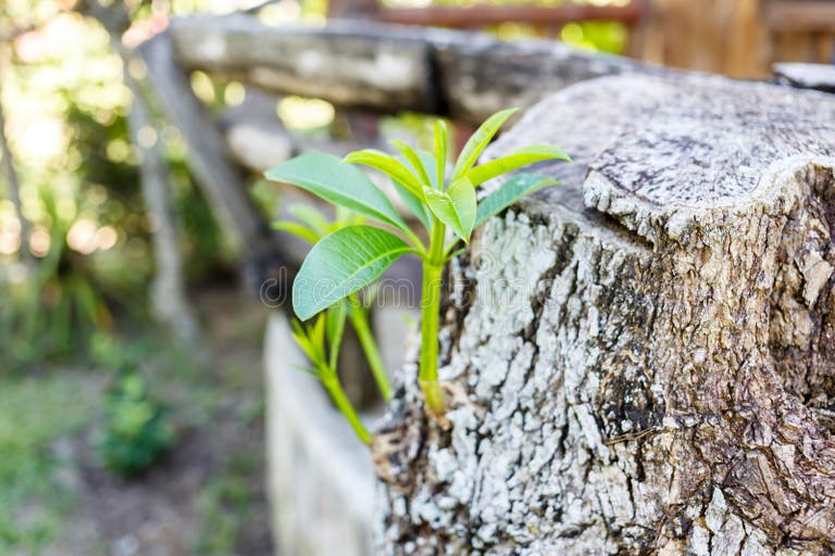 Small Trees Growing on Old Timber Stock Image - Image of renewal ...