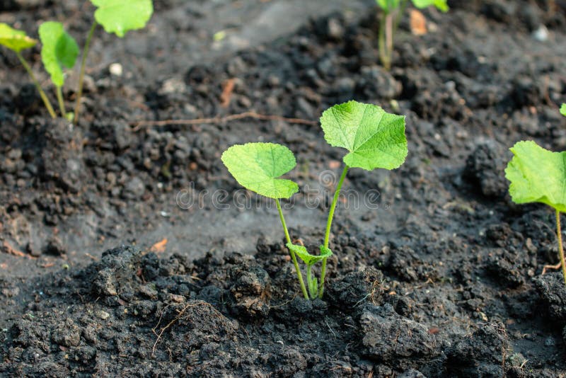 Small Trees are Growing in Plots, Cultivated with Fertile Black Soil ...
