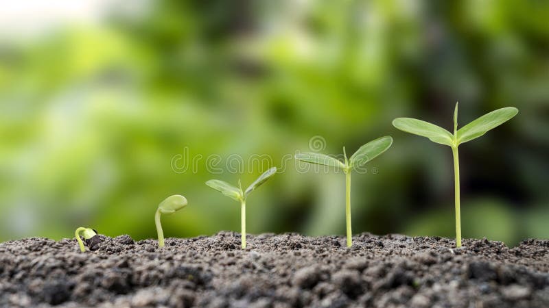 Small Trees Growing on Soil and Environmental Care Concept Stock Photo ...