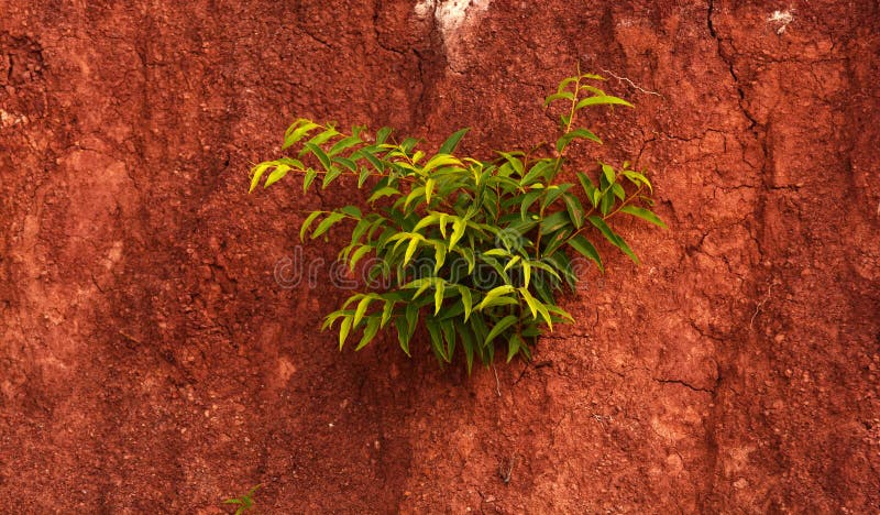 Small trees grown stock photo. Image of environmental - 47571808