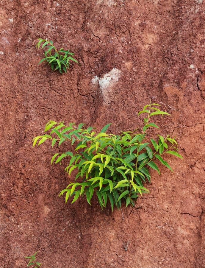 Small trees grown stock photo. Image of leaf, concept - 47571812