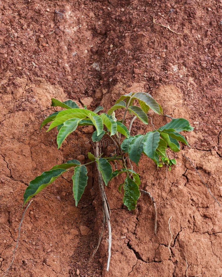 Small trees grown stock photo. Image of season, fertility - 47571830
