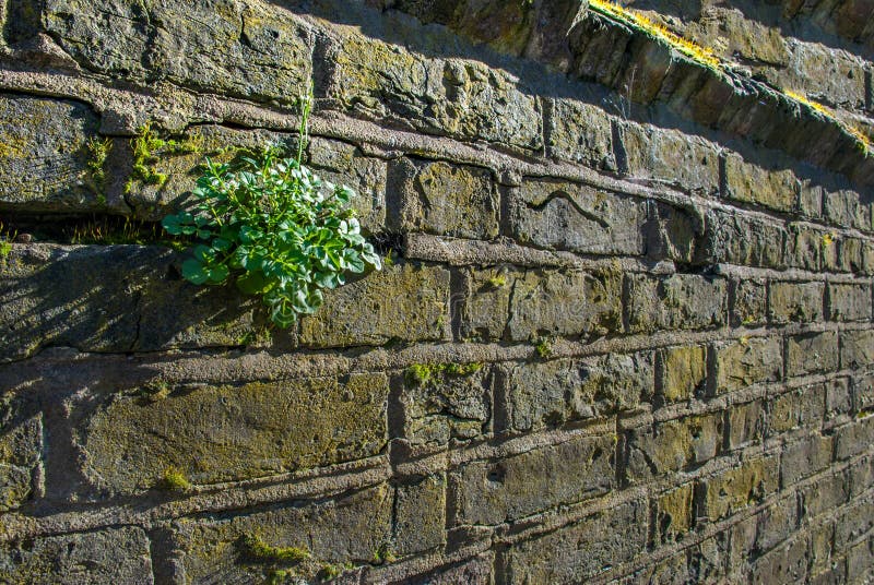 Small Trees Insert in the Old Brick Wall Stock Photo - Image of tree ...