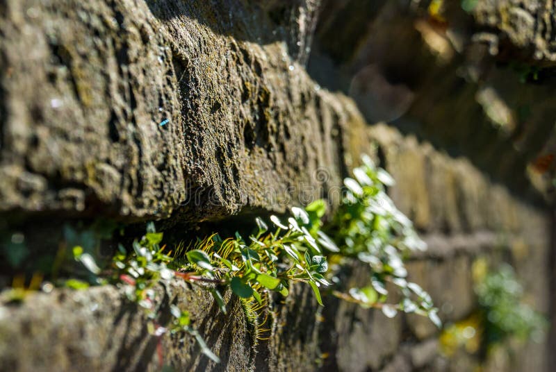 Small Trees Insert in the Old Brick Wall Stock Image - Image of wall ...