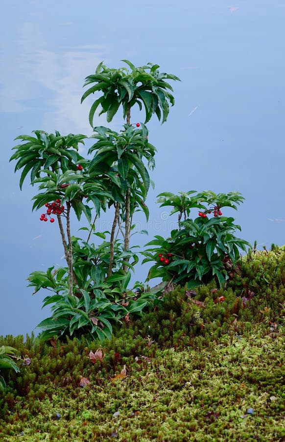 Small Trees at Japanses Garden with the Lake Stock Image - Image of ...