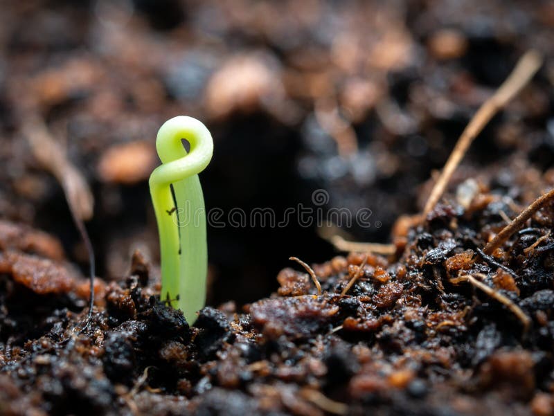 Small Trees Just Born from Seeds on the Earth Stock Image - Image of ...