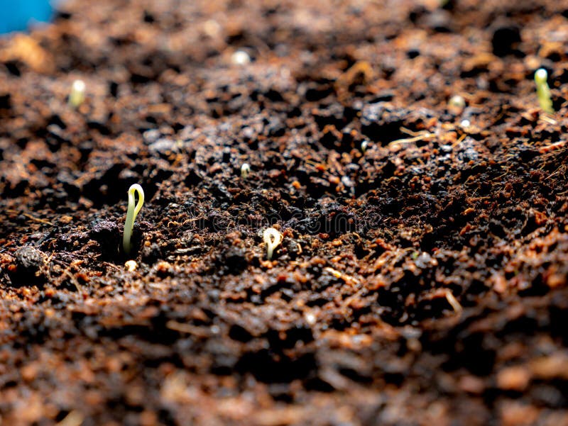 Small Trees Just Born from Seeds on the Earth Stock Image - Image of ...