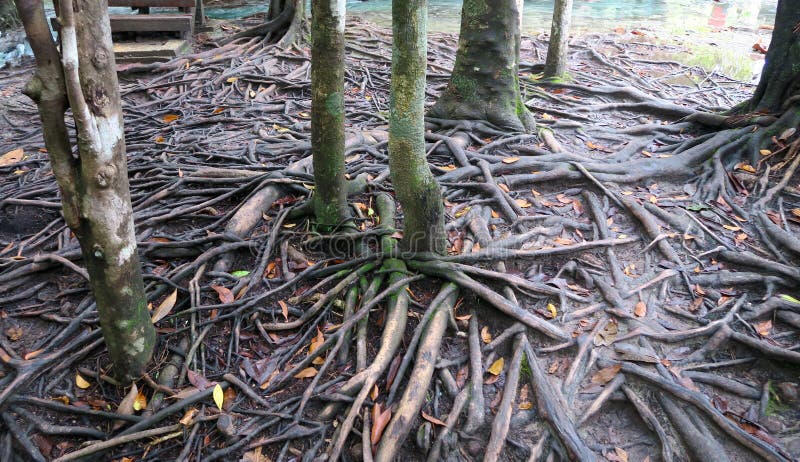 Small Trees with a Lot of Roots Near the River Stock Image - Image of ...