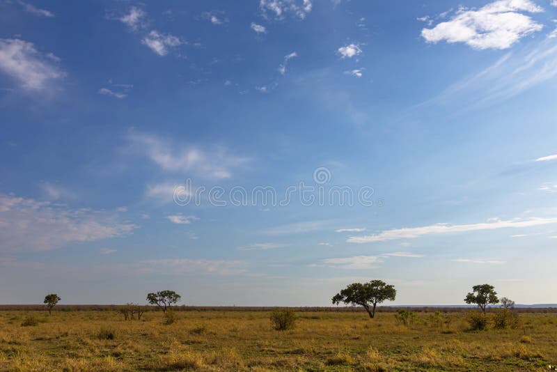 Small trees on the plain stock image. Image of palm - 249262715