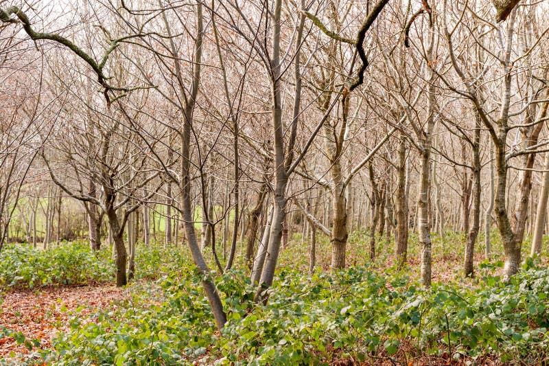 Small trees stock image. Image of graphics, plants, natural - 63149501