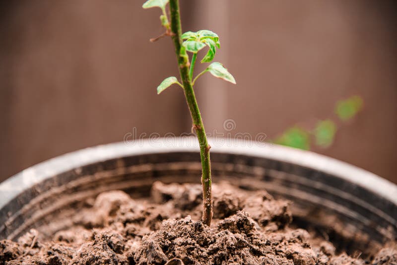 Small trees in pots stock image. Image of nature, ground - 84504977