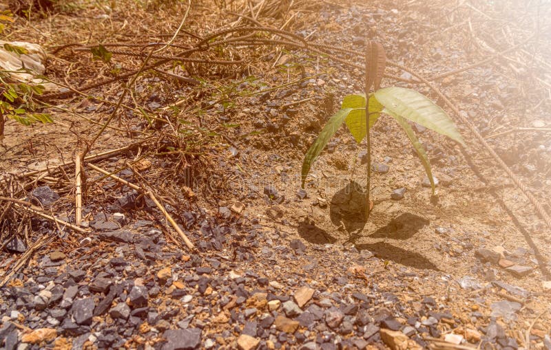 Small Trees are Rising from the Rocks in the Light of the Sun Stock ...