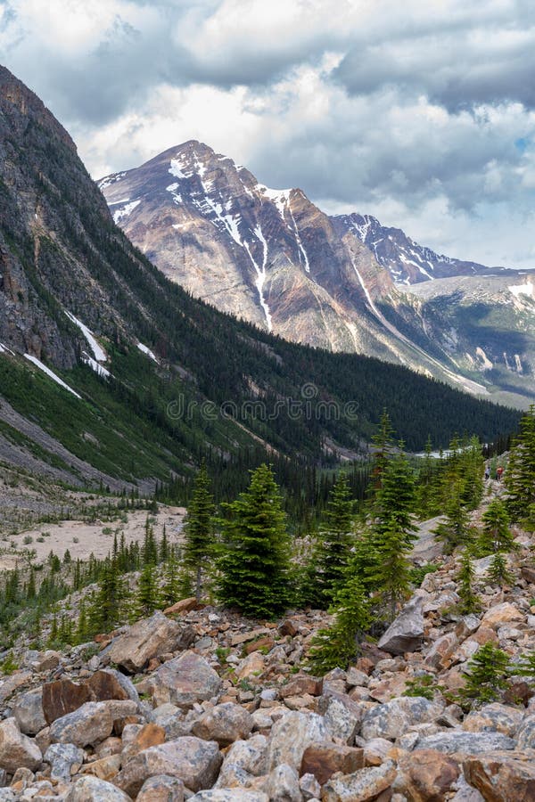 Small Trees and Rocks Along the Path of the Glacier Trail, Mt. Edith ...