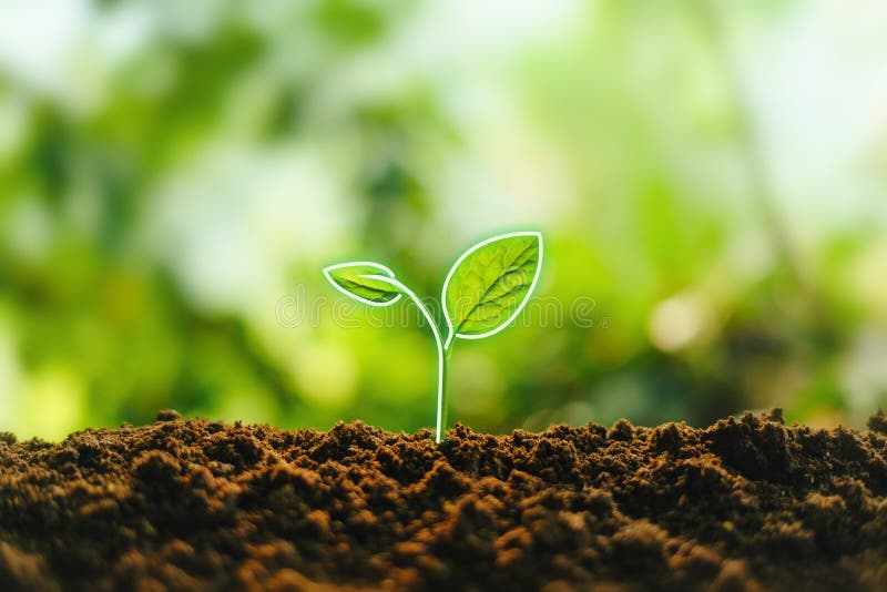Small Trees on the Soil in Nature Stock Photo - Image of sunlight ...