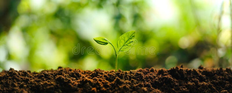 Small Trees on the Soil in Nature Stock Image - Image of nature, young ...