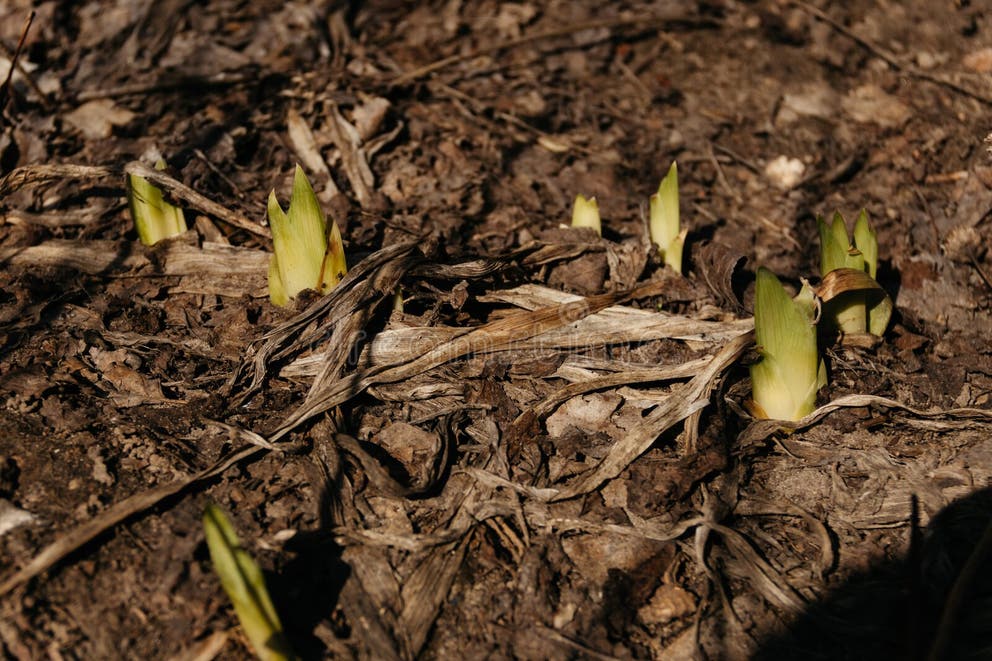 Small Trees on the Soil in Nature Planting Trees Stock Image - Image of ...