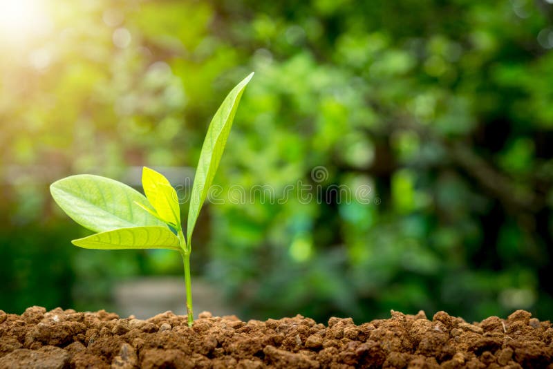 Small Trees on the Soil with Sunrise Stock Image - Image of forest ...