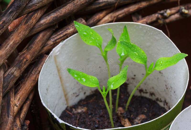 Small trees stock photo. Image of closeup, growing, beginnings - 79239500