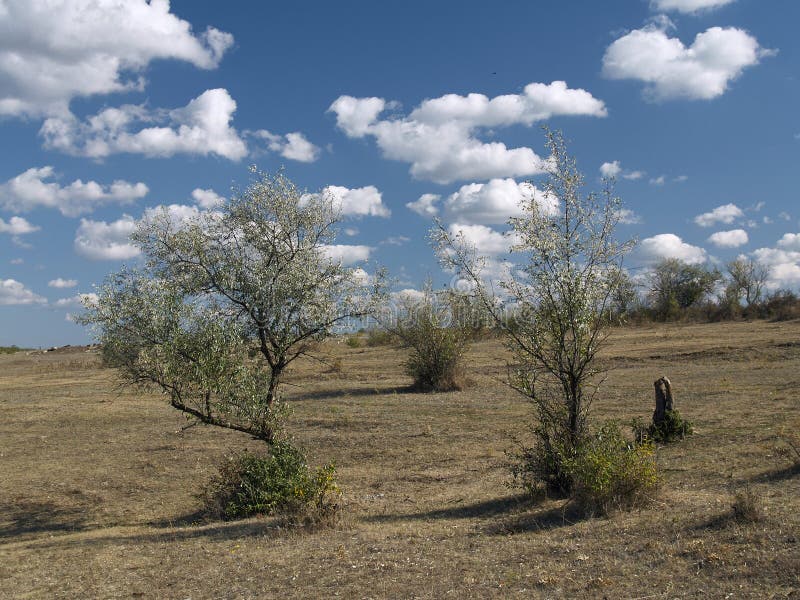 Small trees in steppe stock photo. Image of tree, clouds - 69772352