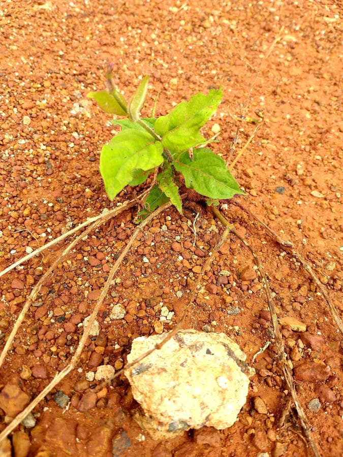 Small Trees are Strong on Dry Ground. Stock Photo - Image of strong ...