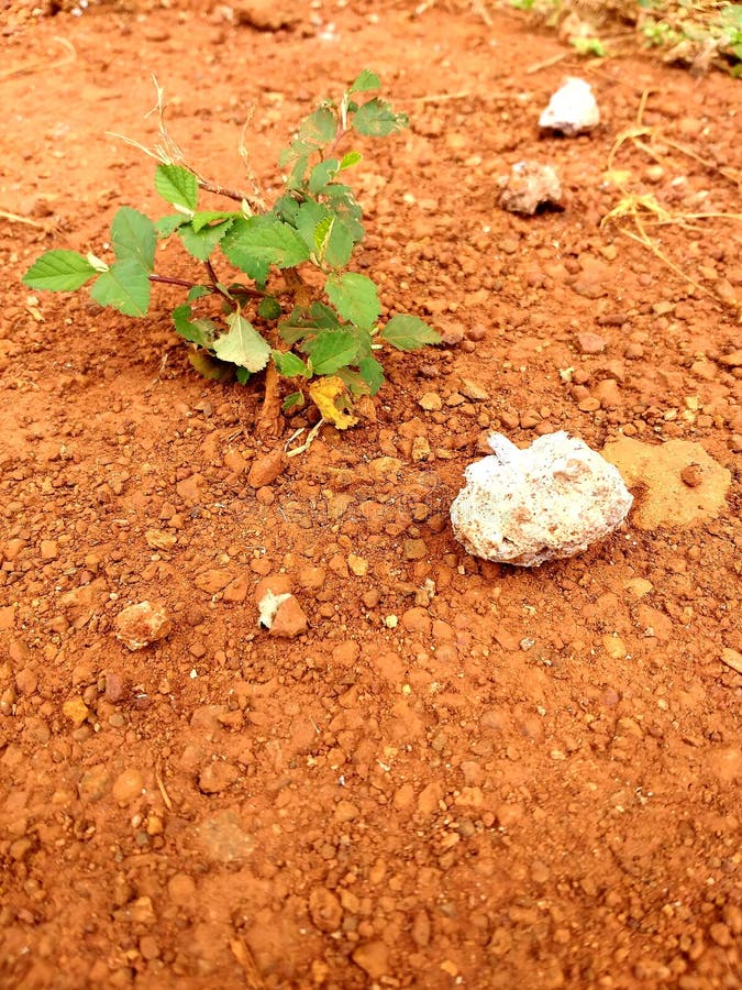 Small Trees are Strong on Dry Ground. Stock Photo - Image of small ...