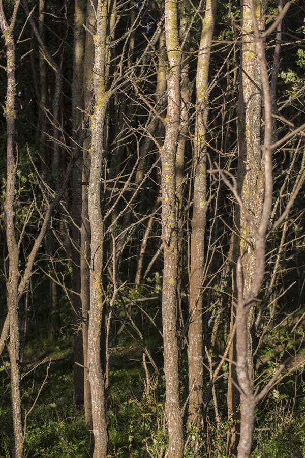 Small trees thicket stock image. Image of trees, small - 106997625