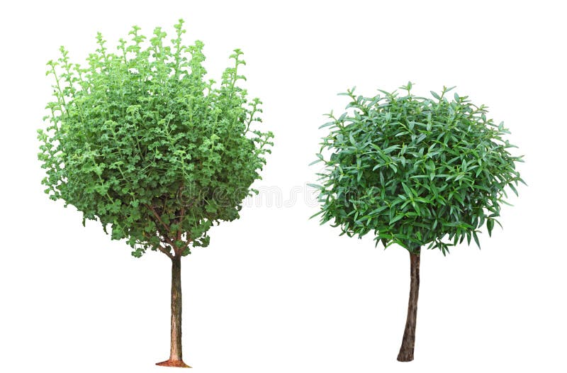 Small Trees stock photo. Image of design, ornamental - 88862400