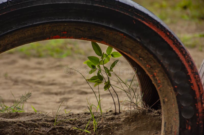 Small Trees that are Under the Tires. Stock Photo - Image of care ...