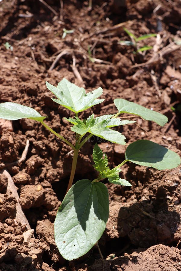 Small Trees Young Castor the Seeds are Poisonous If the Trunk is ... Small Trees Young Castor the Seeds are Poisonous If the Trunk is ...