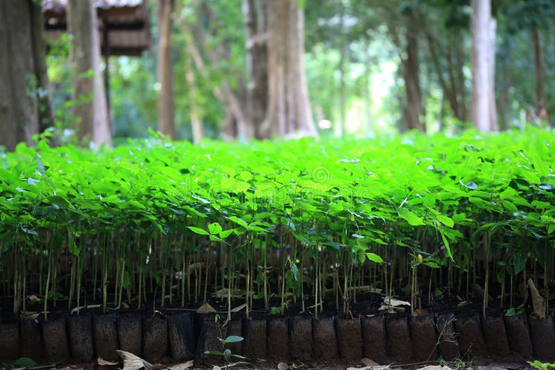 Small Trees stock image. Image of care, gardening, environment - 49042753