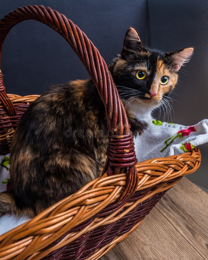 Small Tri-color Kitten in the Basket Stock Photo - Image of coat, color ...