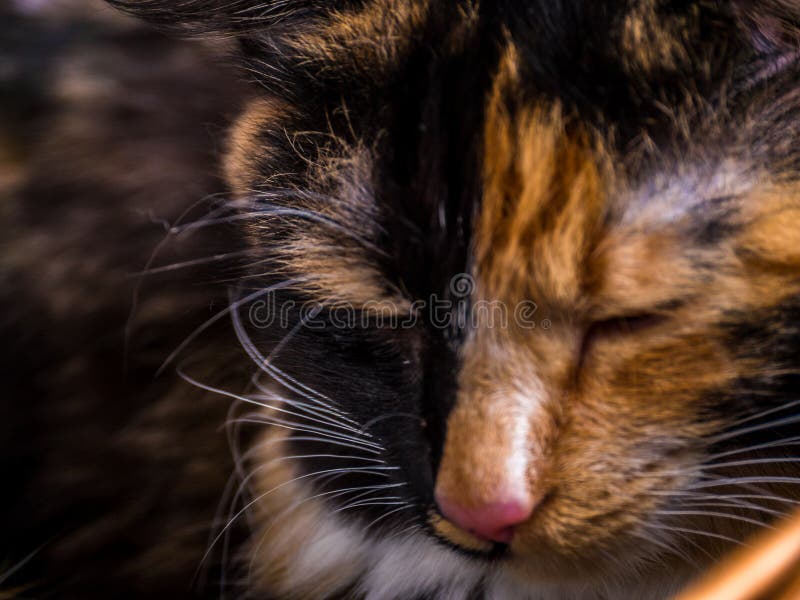 Small Tri-color Kitten in the Basket Stock Image - Image of nature ...