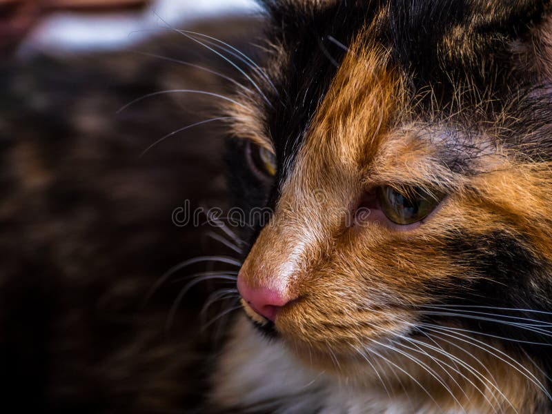 Small Tri-color Kitten in the Basket Stock Photo - Image of cute ...