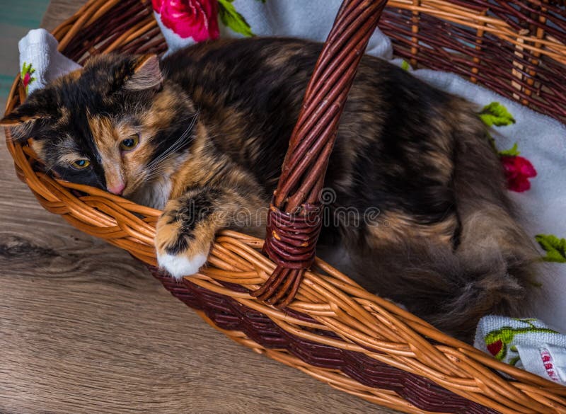 Small Tri-color Kitten in the Basket Stock Image - Image of orange ...