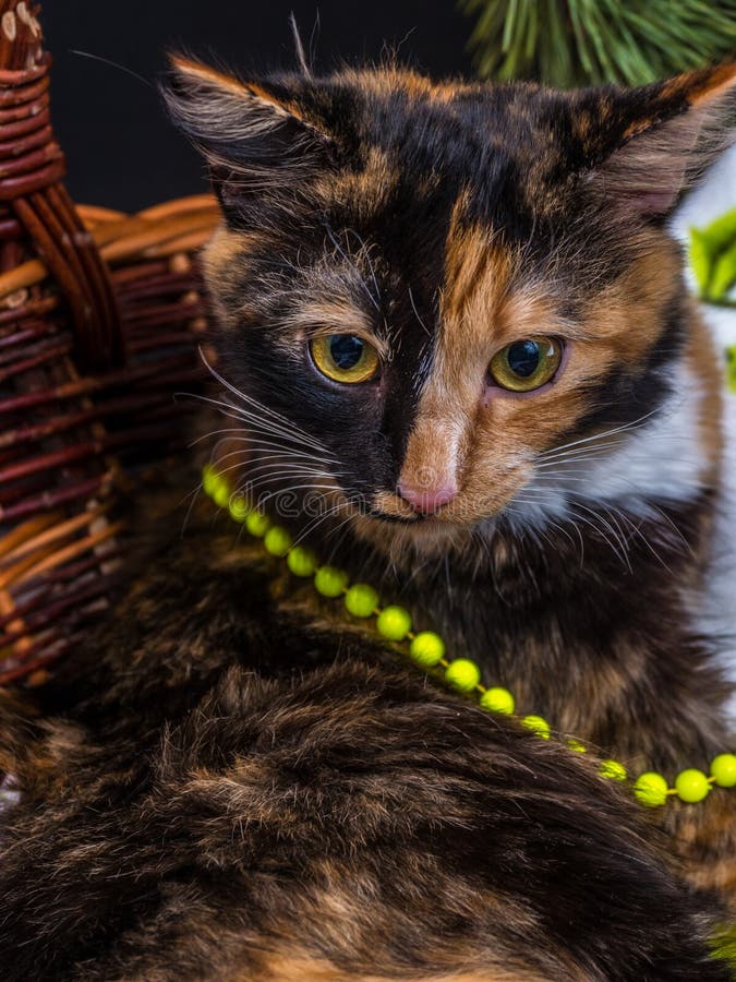 Small Tri-color Kitten in the Basket Stock Image - Image of playing ...