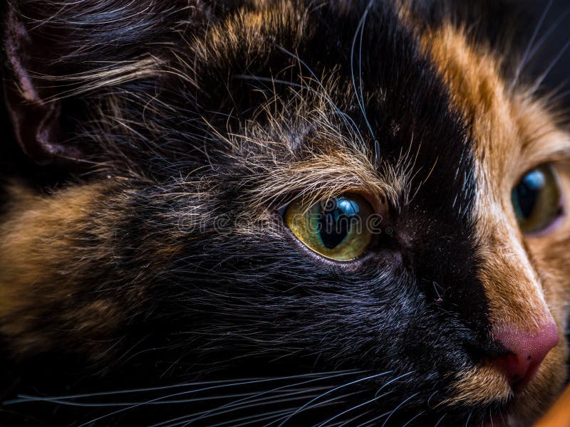 Small Tri-color Kitten in the Basket Stock Image - Image of hair ...