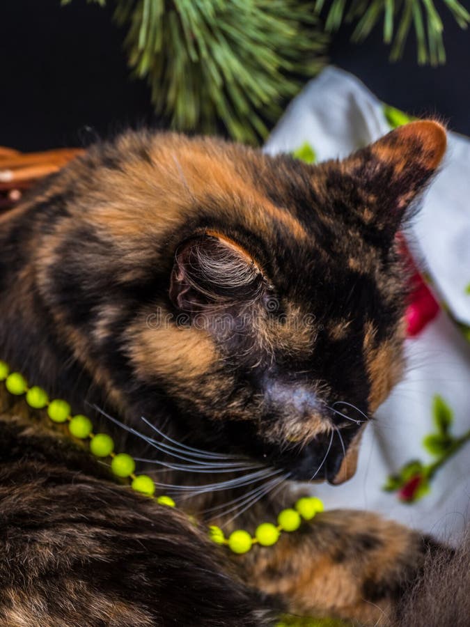 Small Tri-color Kitten in the Basket Stock Photo - Image of animal ...