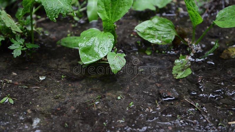 A Small Trickle after a Rain in the Forest among the Grass Stock Video ...