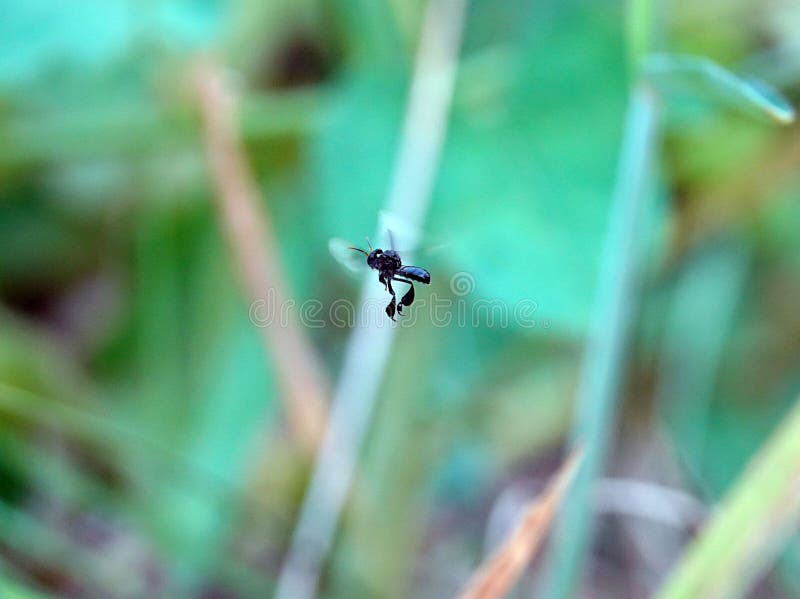 Small Trigona Bug is Seen during a Flight on the Backgorund of Lush ...