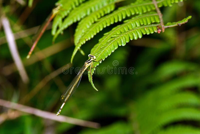 Small tropical dragonfly stock image. Image of macro - 31613837
