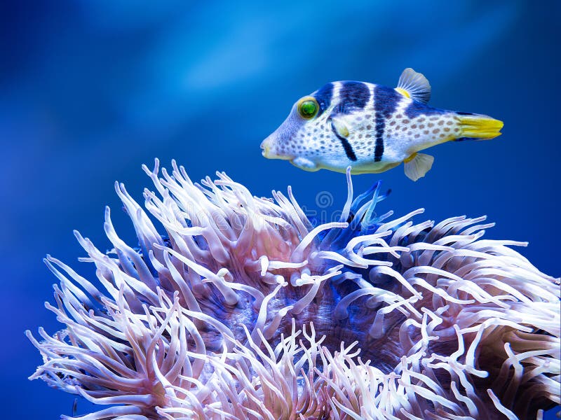 Small Tropical Fish White Blue and Yellow in Blue Water and Corals ...
