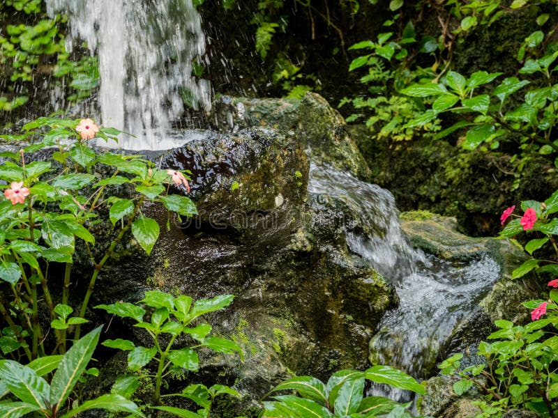 1,217 Small Tropical Garden Waterfall Stock Photos - Free & Royalty ...