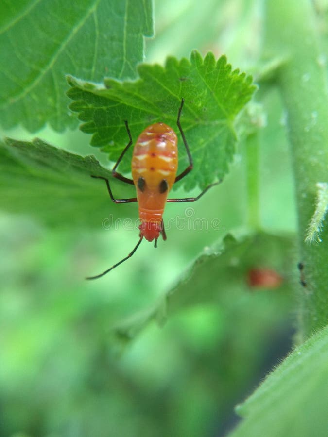 Tiny insect stock image. Image of tiny, small, macrophotography - 123424923